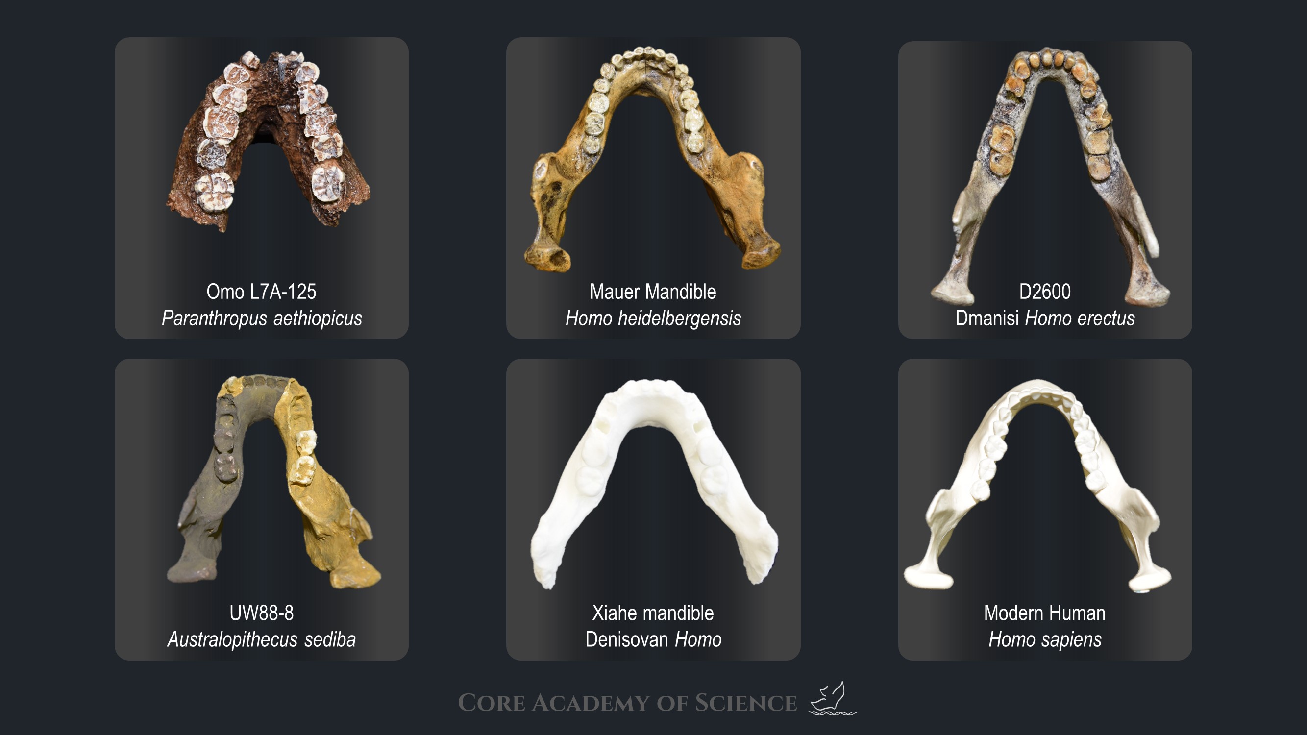 JAWS! – Human Genesis